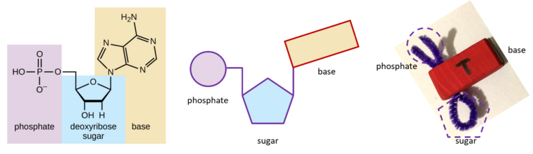 Handmade DNA: a tactile model to explore the basics of DNA ...