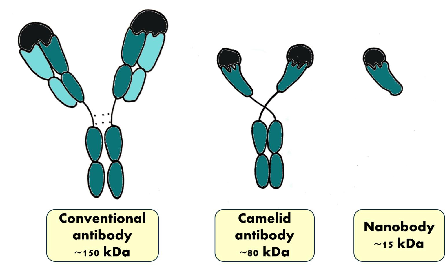 Inspired by camelids: nanobodies are a magnificent molecular velcro ...