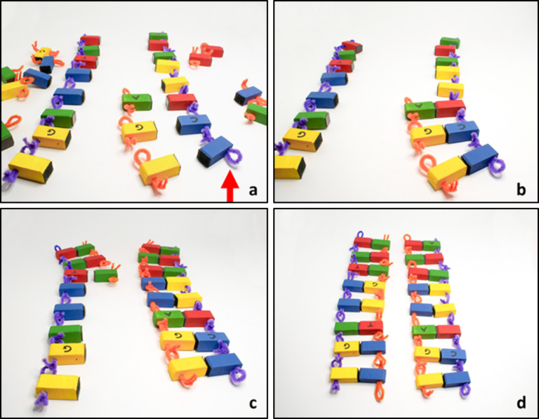 Handmade DNA: a tactile model to explore the basics of DNA ...