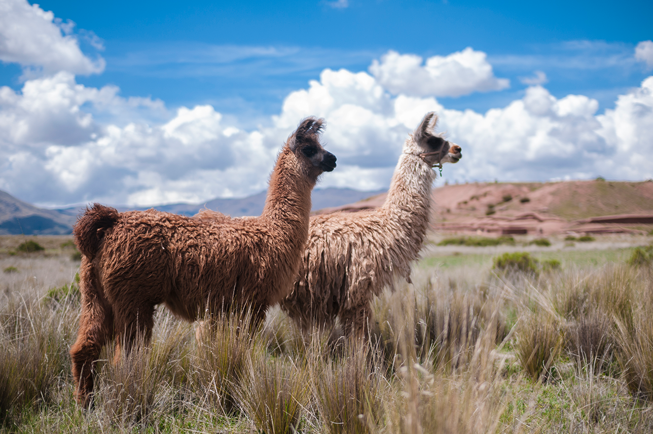 Inspired by camelids: nanobodies are a magnificent molecular velcro ...