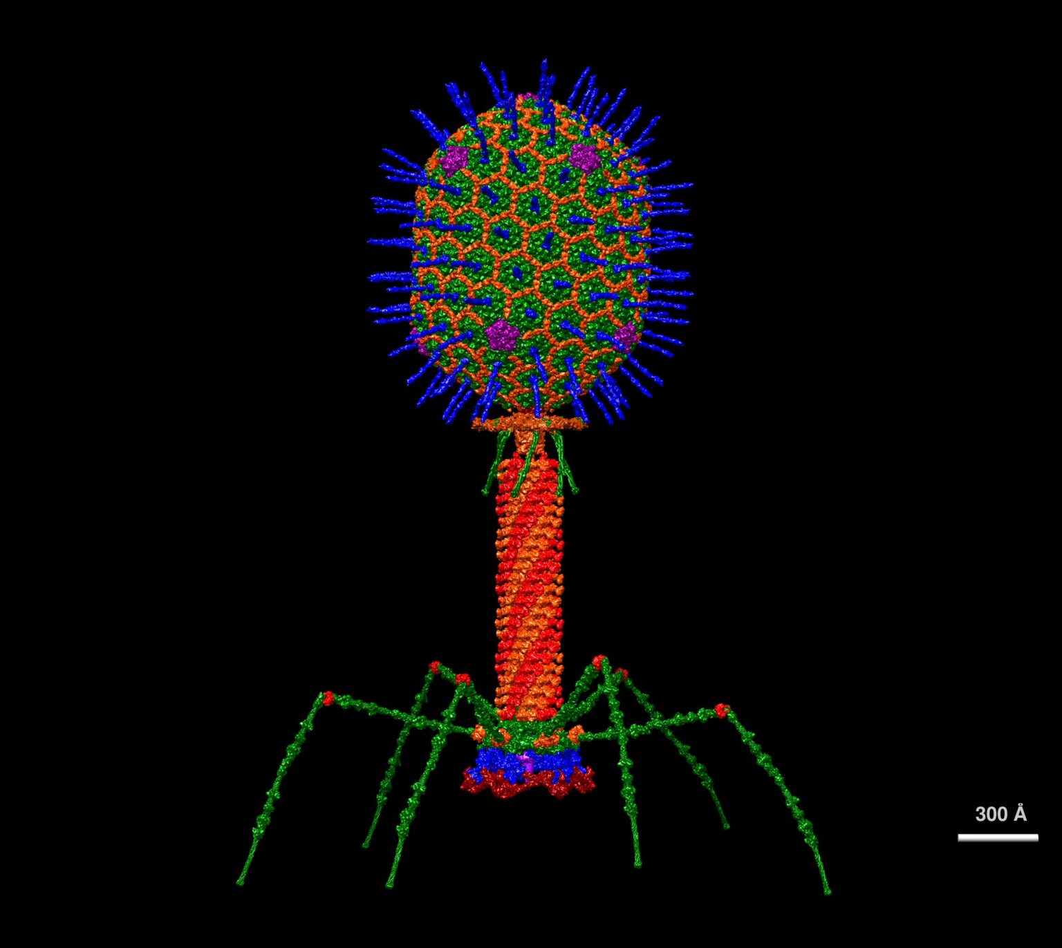 Fun with phages: how do heat and pH affect bacteriophage viability ...