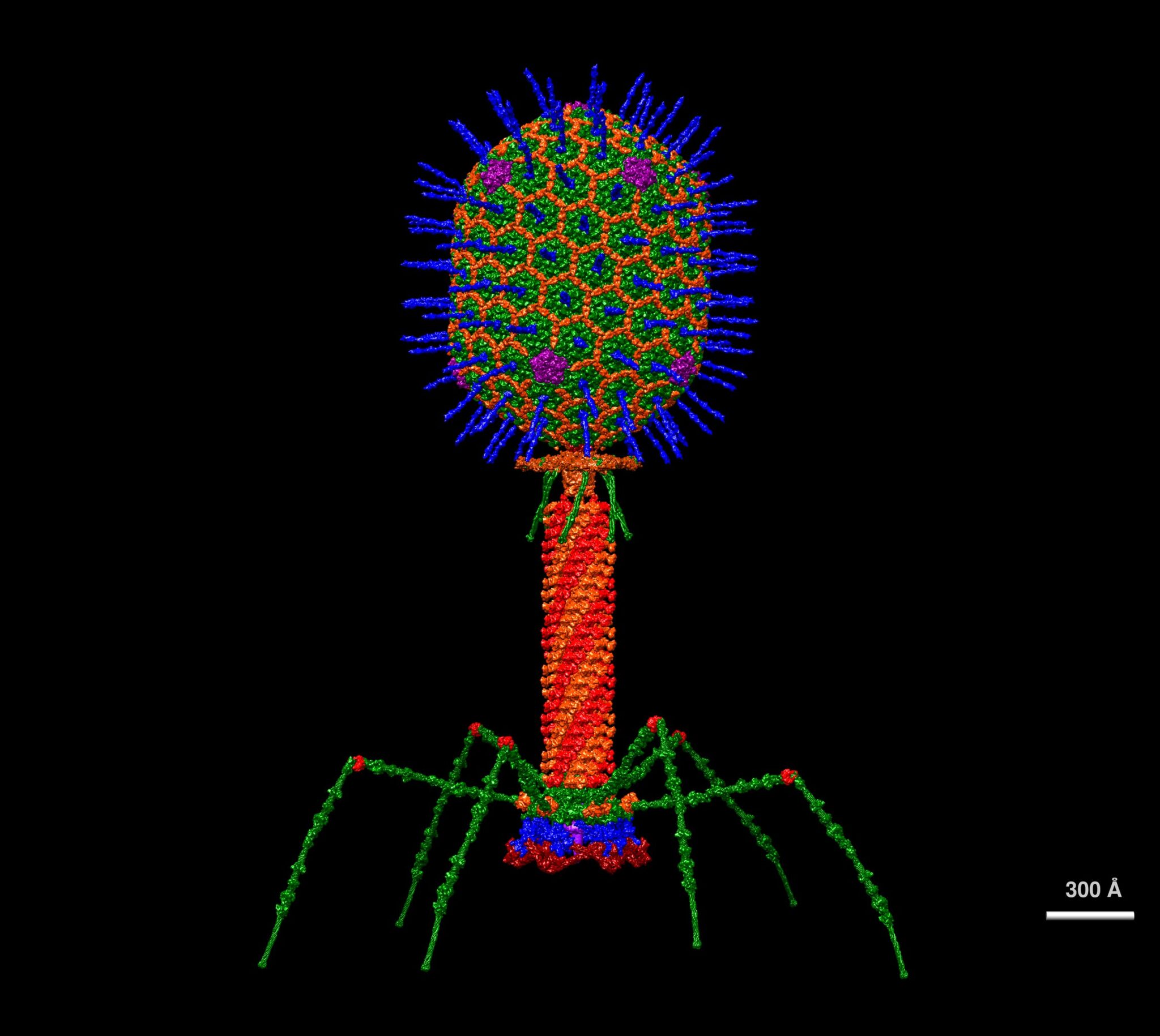Fun with phages: how do heat and pH affect bacteriophage viability ...