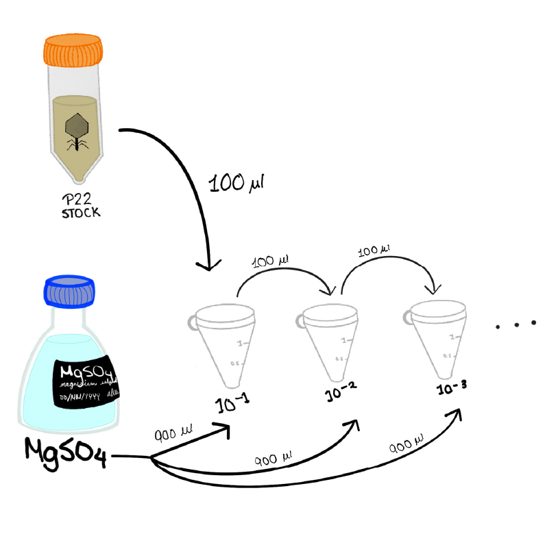 Fun with phages: how do heat and pH affect bacteriophage viability ...