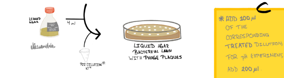 Fun with phages: how do heat and pH affect bacteriophage viability ...