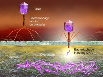 Fun with phages: how do heat and pH affect bacteriophage viability ...